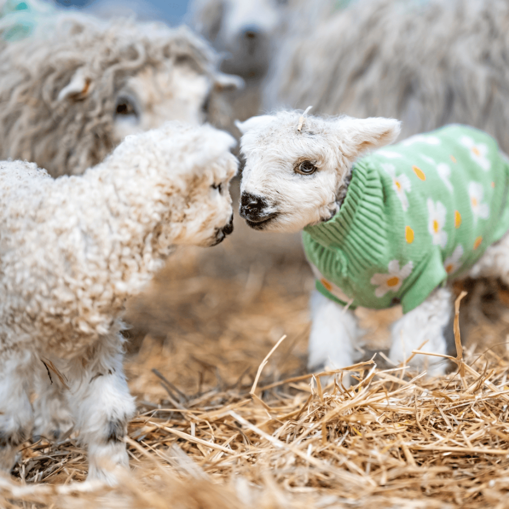 Adult Farm Nights: Valentine's Edition - Mead Open Farm