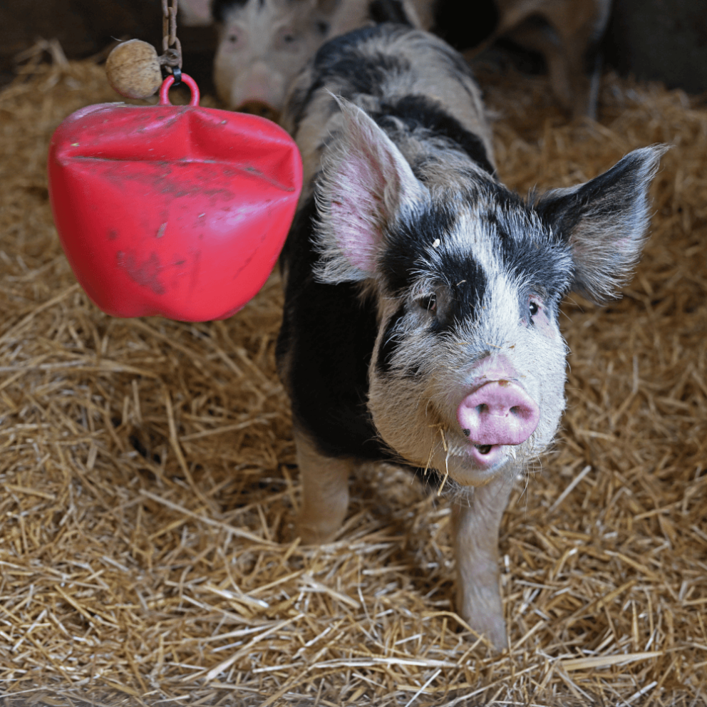 Animal Fun at Mead Open Farm