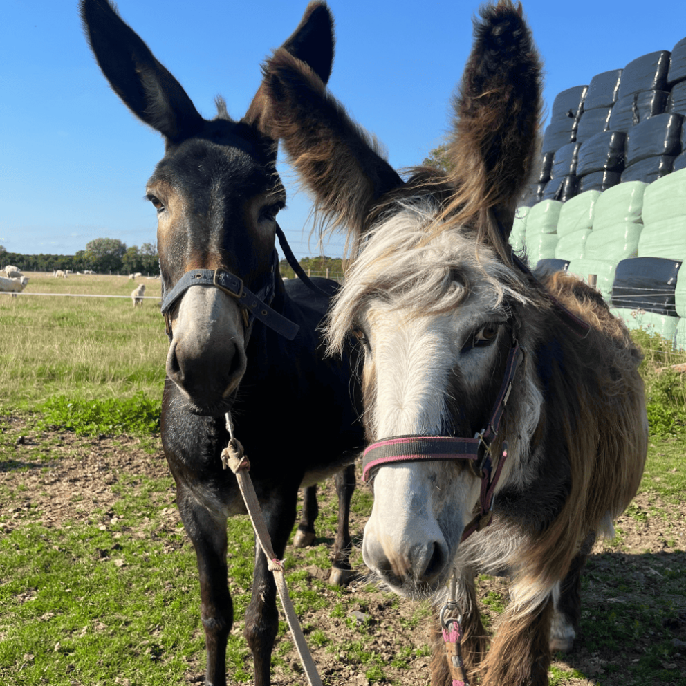 Animal Fun at Mead Open Farm