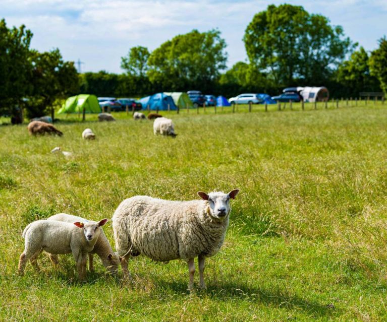 Hire Our Four-Acre Event Field at Mead Open Farm