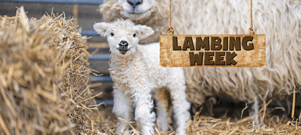 Lambing Week at Mead Open Farm